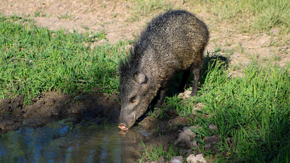 Meet three land stewards devoted to restoring, improving wildlife ...