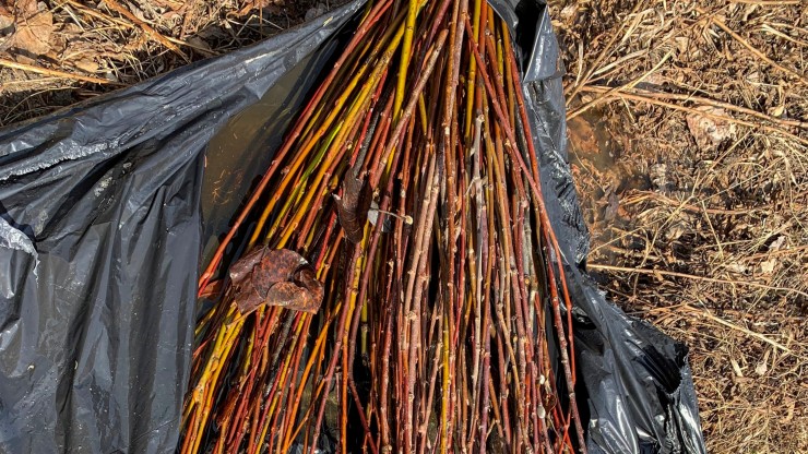 The science behind boreal forest reclamation in Canada | spiritnow stories